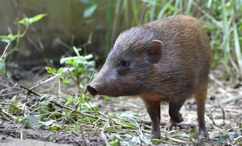 Pygmy Hog Upsc Current Affairs Ias Gyan