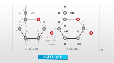 Starch Definition Formula Uses Facts With Examples