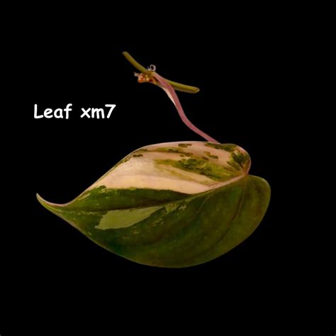 Rare Variegated Philodendron Mican Aurea High Variegated Leaf Cutting