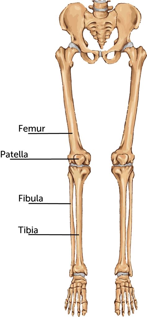 Leg Bone Template