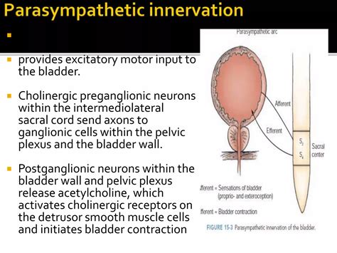 Bladder Physiologypptx