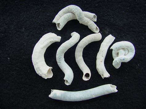 Large Fossil Worms Southern Arrow Fossil Shells From Southern Arrow For Sale