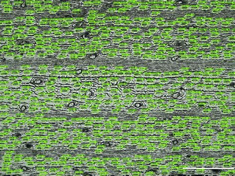 Stomata Detection On Entire Microscopic Image The Detected Stomata