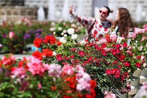계절의 여왕 5월에 만나는 꽃의 여왕 장미 연합뉴스