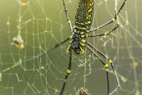Giant Golden Orb Weaver — Wildartworks Wildlife Photographer