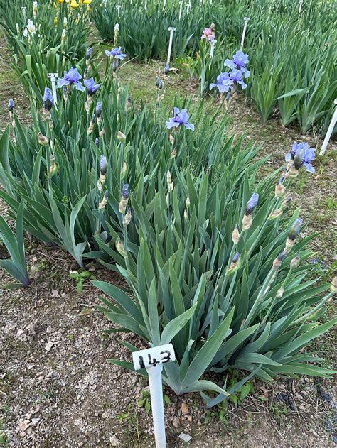 Codicil Tall Bearded Iris Tb Exline Iris Garden
