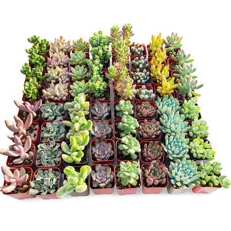Assorted 2 Succulent Sets Wholesale Succulents The Next Gardener