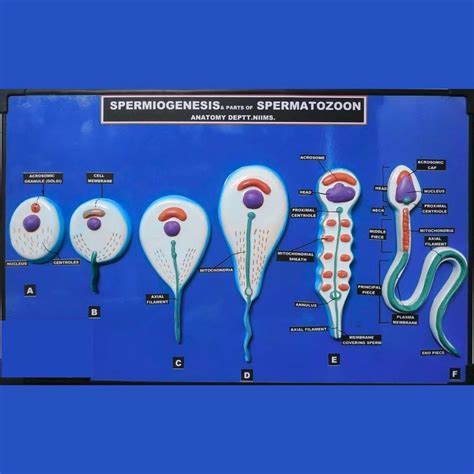 Plastic Spermatogenesis Model On Board At ₹ 6500piece In Ambala Id