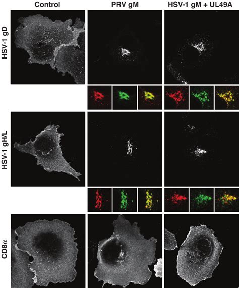 Effect Of Gm Proteins On The Subcellular Localization Of Hsv 1 Gd Download Scientific Diagram