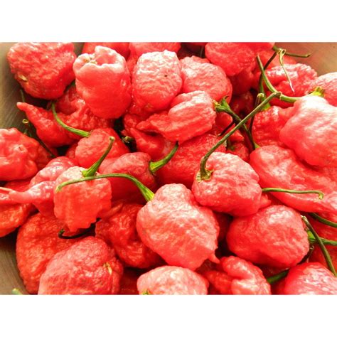 7 Pot Primo Red Chilli Seeds Super Hot Primo Pepper Seeds Red