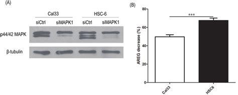 sirna knockdown mapk1 significantly decreased secretion of areg in