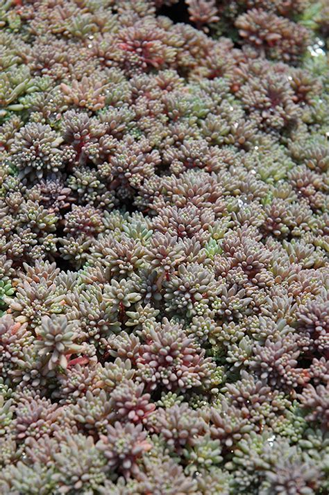 Dwarf Spanish Stonecrop Sedum Hispanicum Var Minus In Issaquah