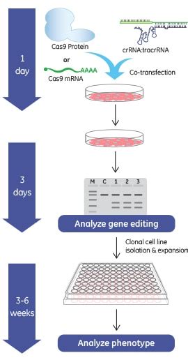Crispr Cas9 Gene Editing Applications