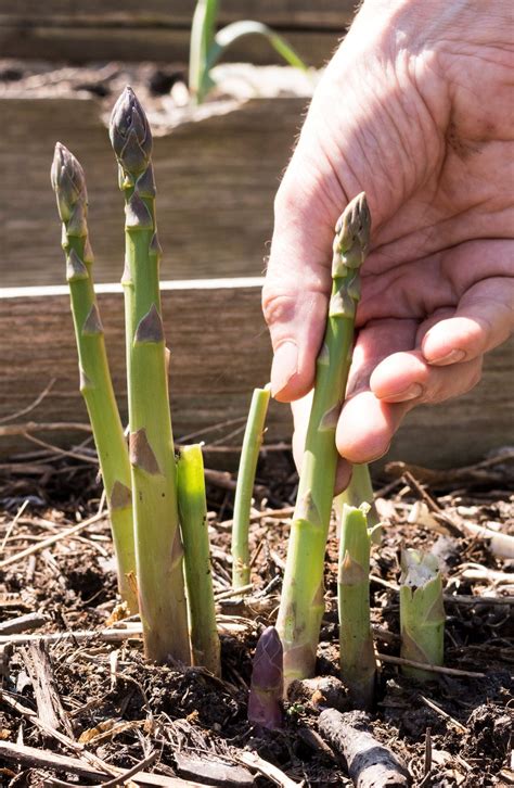 Jersey Giant Asparagus Evergreen