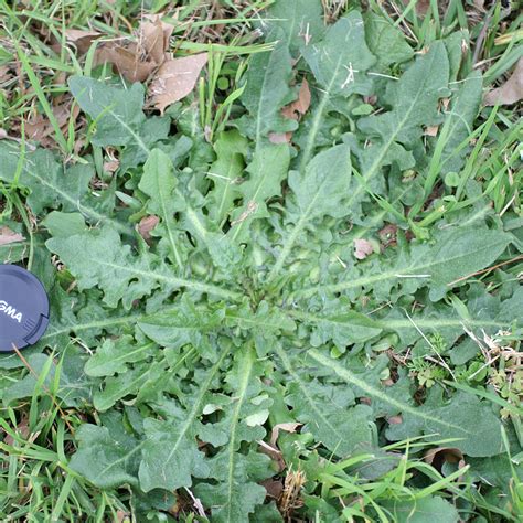 Cats Ear Weeds Problem Solver The Garden Superstore