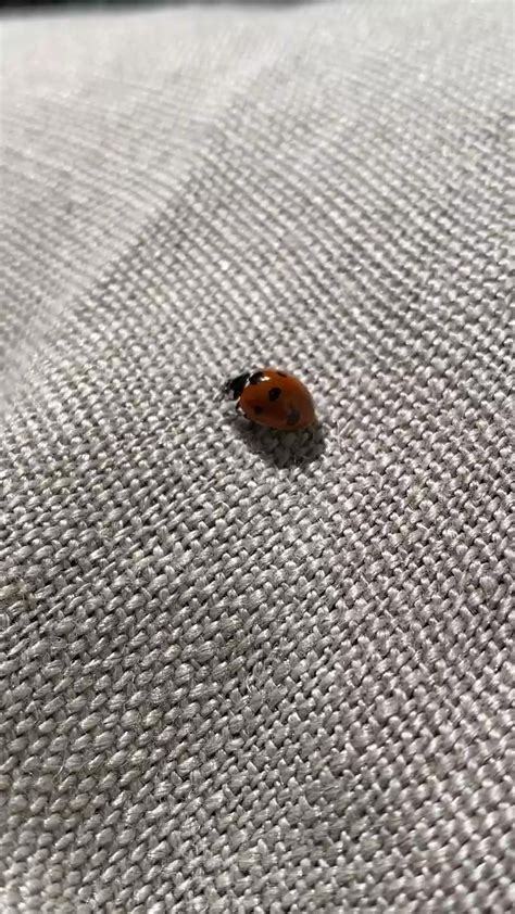 Ladybug♥️ In 2025 Instagram Story Driving Pictures Free Funny Videos