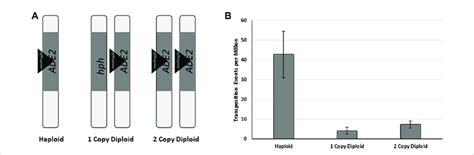 The Effect Of Homologous Templates A Depiction Of The Ade2 Locus Of