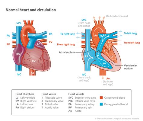 Normal Heartbeat