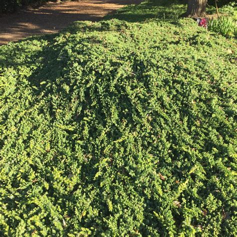 Juniperus Pingii Squamata Prostrata