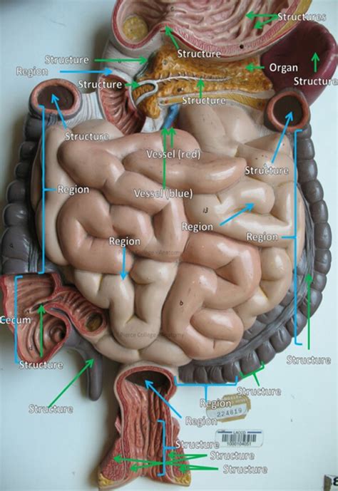Ap Lab Ii Lower Gi Deep Diagram Quizlet