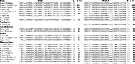 Comparison Of Prp And Pacap Sequences Among Species Sequence Analysis