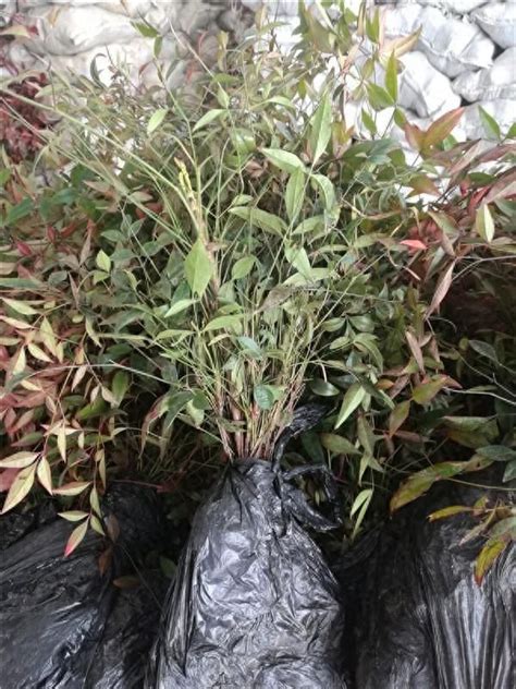 南天竹如何栽培 关注森林