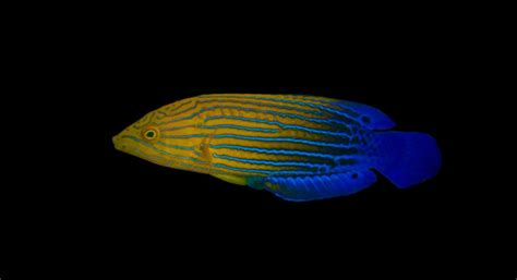 Wrasses Page 2 International Aquatics