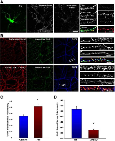 Arc Arg3 1 Increases Ampar Endocytosis While Arc Arg3 1 Ko Neurons Download Scientific Diagram