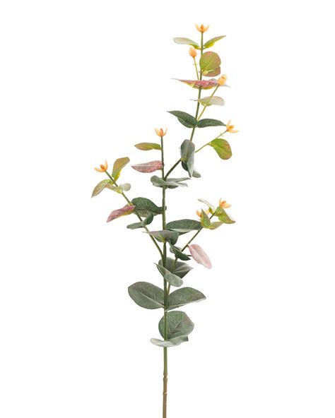 Eucalyptus Stem Green And Red 70cm Star Value
