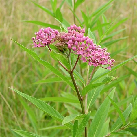 Asclepias Incarnata Swamp Milkweed Rose Milkweed Butterfly Effect Farm