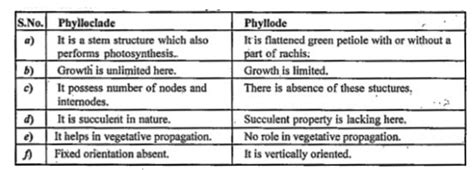 Diferentiate Between Phylloclade And Phyllode