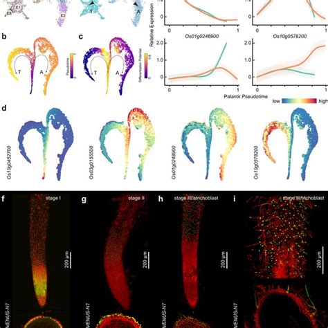 Pdf Single Cell Transcriptome Atlas And Chromatin Accessibility Landscape Reveal