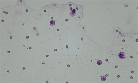 动物模型动物疾病模型动物实验服务武汉云克隆动物有限公司 动物模型动物疾病模型动物实验服务武汉云克隆动物有限公司