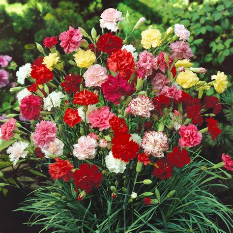 Buy Dianthus Caryophyllus Grenadin Mixed At Uk