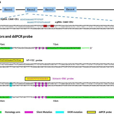 Guide Rnas And Single Stranded Oligonucleotide Ssodn Donor Designs
