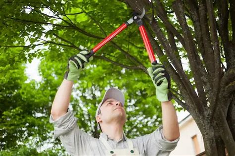 Trimming Vs Pruning The Difference Matters AKA Tree Service