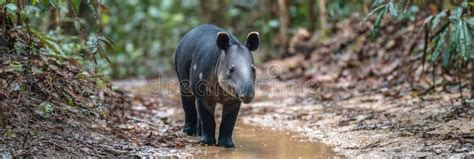 Malayan Tapir Walking Along A Muddy Path In Lush Forest Environment