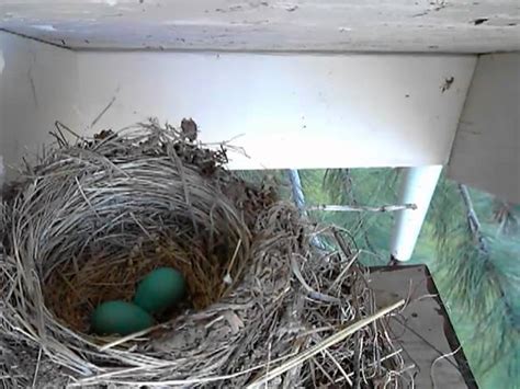 Blue Jays Eggs