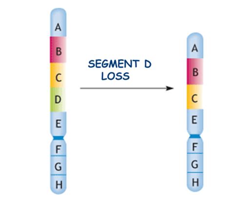 Flashcard Genetics 13 Chromosome Mutations Quizlet