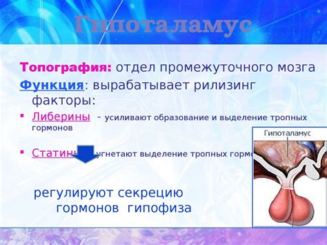 Анатомия и физиология эндокринной системы - презентация онлайн