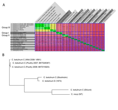Phylogenomic Analysis Of Strains Of C Botulinum Group Iii And In