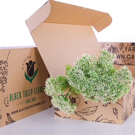 Trachelium White Flower Delivery Dubai Uae