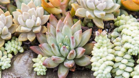 Succulent Garden Desktop Wallpapers Top Free Succulent Garden Desktop
