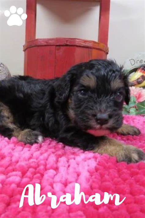 Adorable Cavapoo Puppies Available
