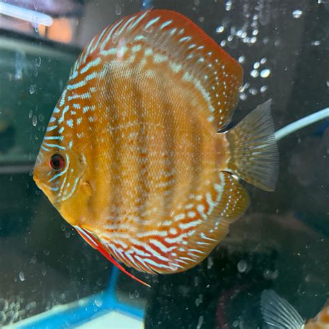 F3 Red Batata Texas Aqua Llc