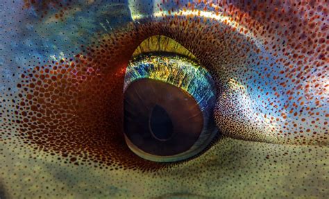 Scientists Uncover Ancient Apex Predators That Dominated The Oceans 100 Million Years Ago