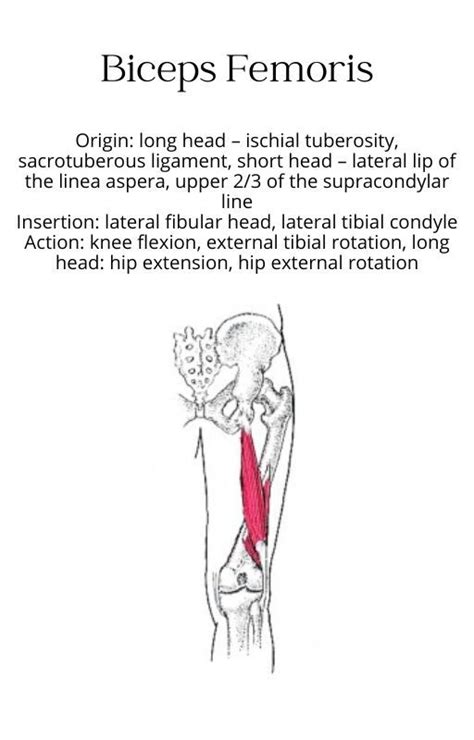 Biceps Femoris Muscle Chart Anatomy Physiology Muscle Anatomy