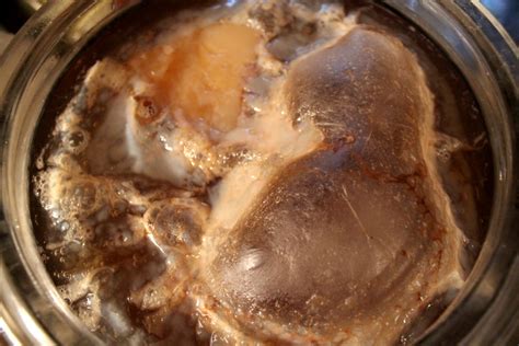 Help My Scoby Is Ugly And Other Common Issues Cultured Food Life