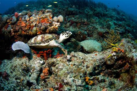 This Place Is A Divers Paradise