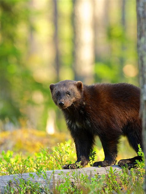 Yellow Wolverine Animal